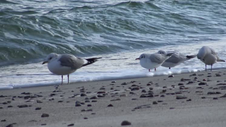 Video: Seagulls on the shore of the Black Sea. Gull stand on the beach ...