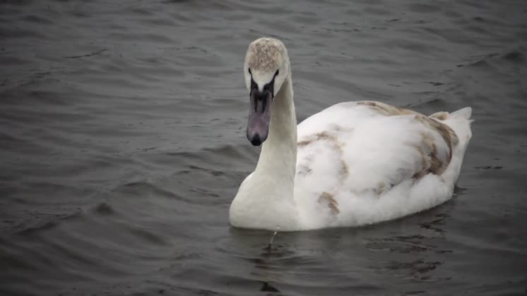 Mute swan (Cygnus olor). Graceful white mute swans swimming and feeding ...