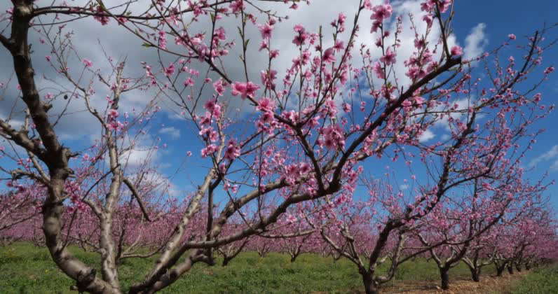 Video: Peach trees blooming during the spring season, Provence ...