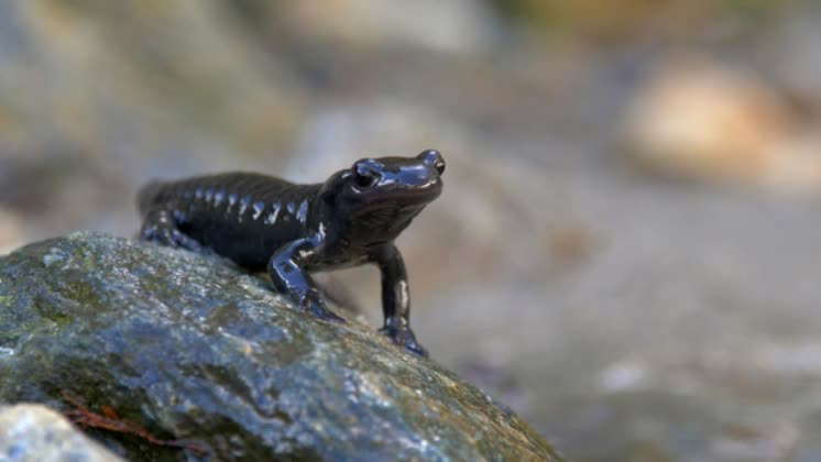 Video: Black Alpine Salamander in mountain stream A black Alpine ...