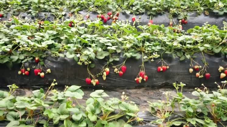 Video: Judge Angela Rafferty KC sentences for murder in London, UK This ...